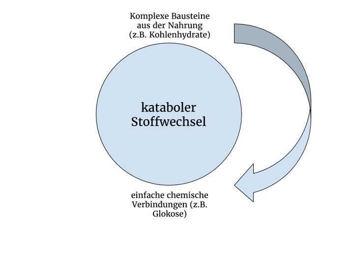 ᐅ Stoffwechsel - Was ist das?