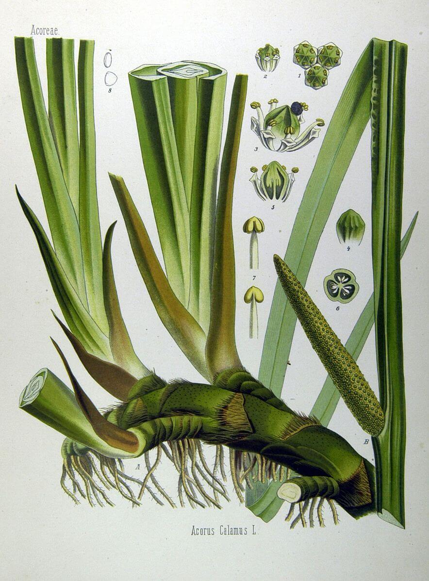 ᐅ Kalmus – ein Segen für den Verdauungstrakt!